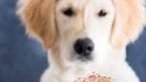 Can you give a dog Snickerdoodle? - Easy Dog Food Recipes