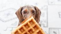 Can dogs eat homemade waffles? - Easy Dog Food Recipes